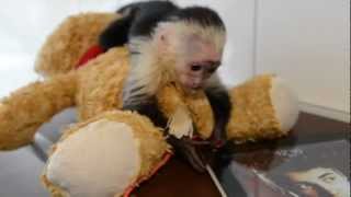 Everything You Need To Know About Justin Bieber And His Monkey