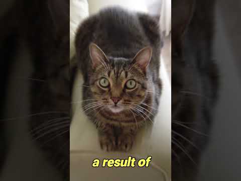 Meet the California Spangled Cats: The Secrets Behind Their Stunning Spots! - FelineGood #shorts