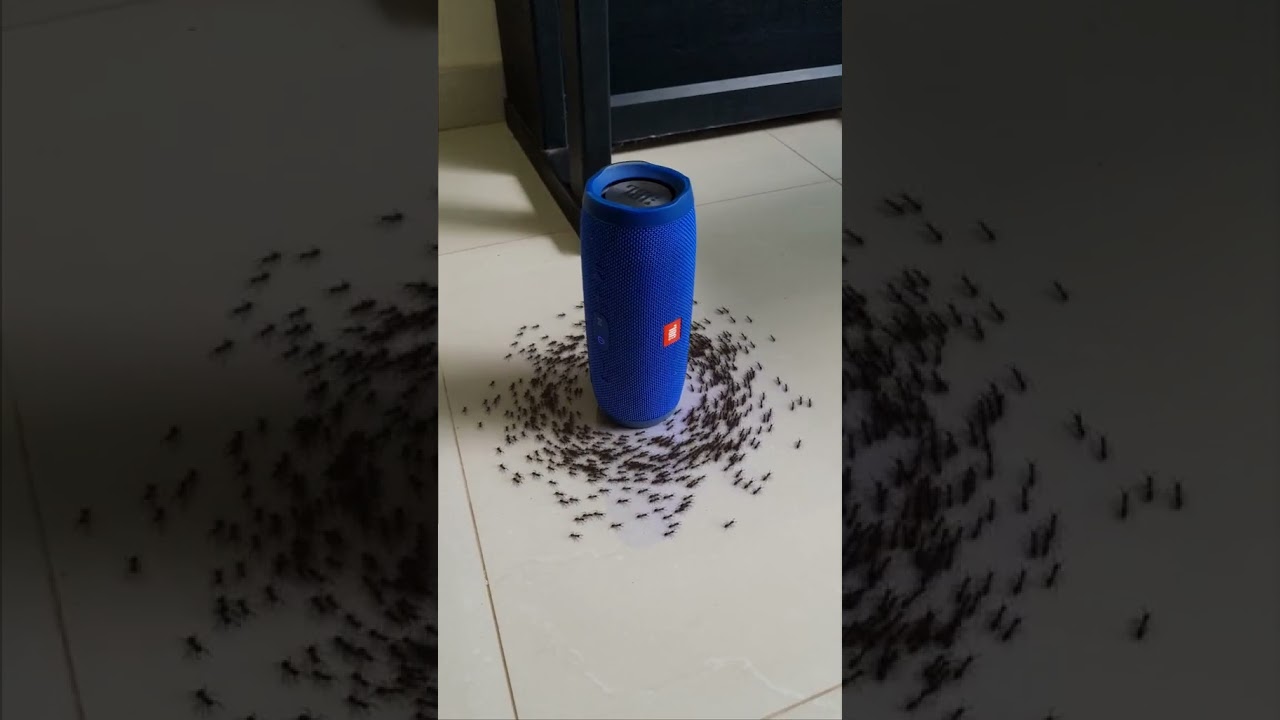 #ants #circle #thunder #acdc #speaker