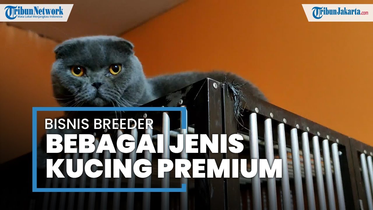 Cerita Peternak Kucing Kelas 'Premium' di Depok: Harga Jual Puluhan ...