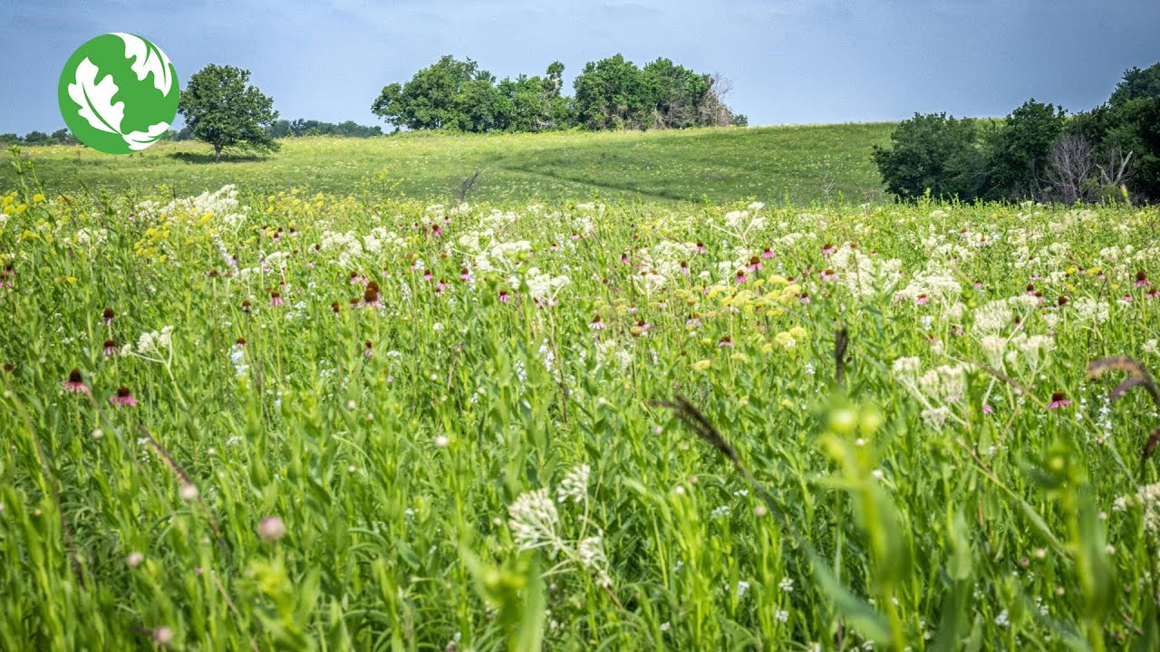 Daytripping with The Nature Conservancy in Texas: Grasslands