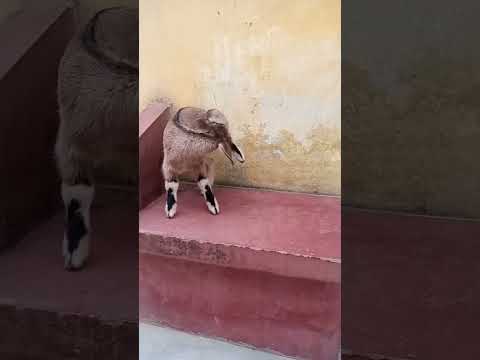goat cubs Playing