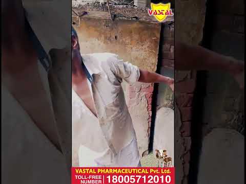 पशुपालको के लिए बेस्ट दूध बढाने का फार्मूला भैंस और गाय के लिए | दूध बढ़ाने की दवाई