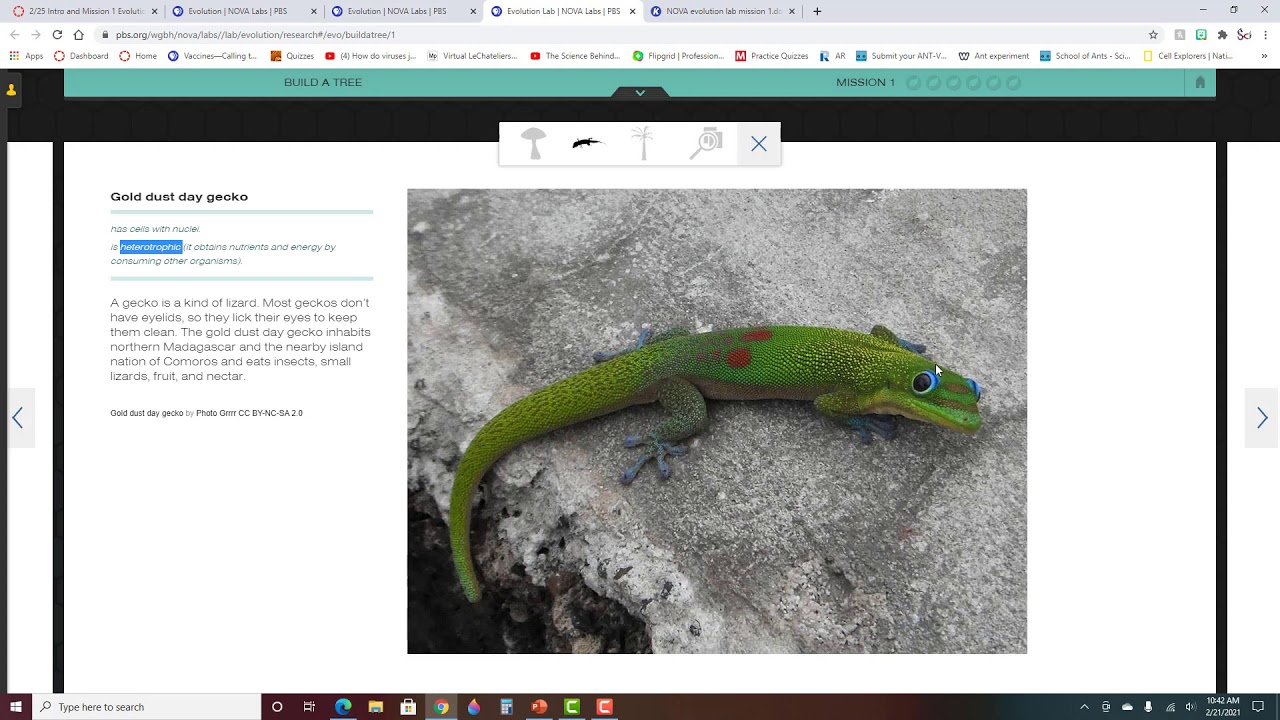 Evolution Lab Mission 1