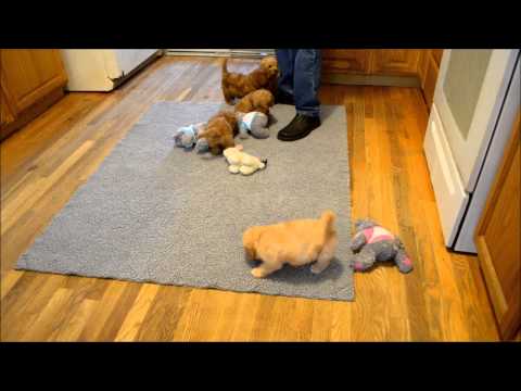 Emmie/Barney's 3/6/14 litter of Australian Labradoodle true miniature puppies