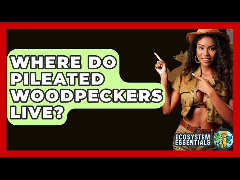 Where Do Pileated Woodpeckers Live? - Ecosystem Essentials