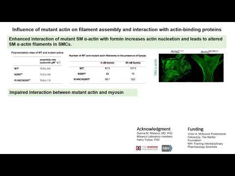 Acta2R149C/+ Mice Resistance to Aortic Disease is Associated with Defective Release of Mutant...
