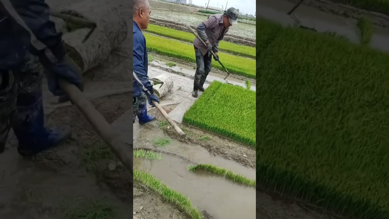 Getting Rice Seedlings Ready #satisfying #shot