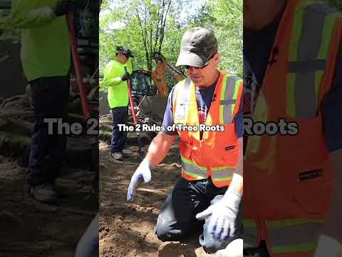 An Arborist’s Guide to Trees: 2 Rules for Understanding Tree Roots