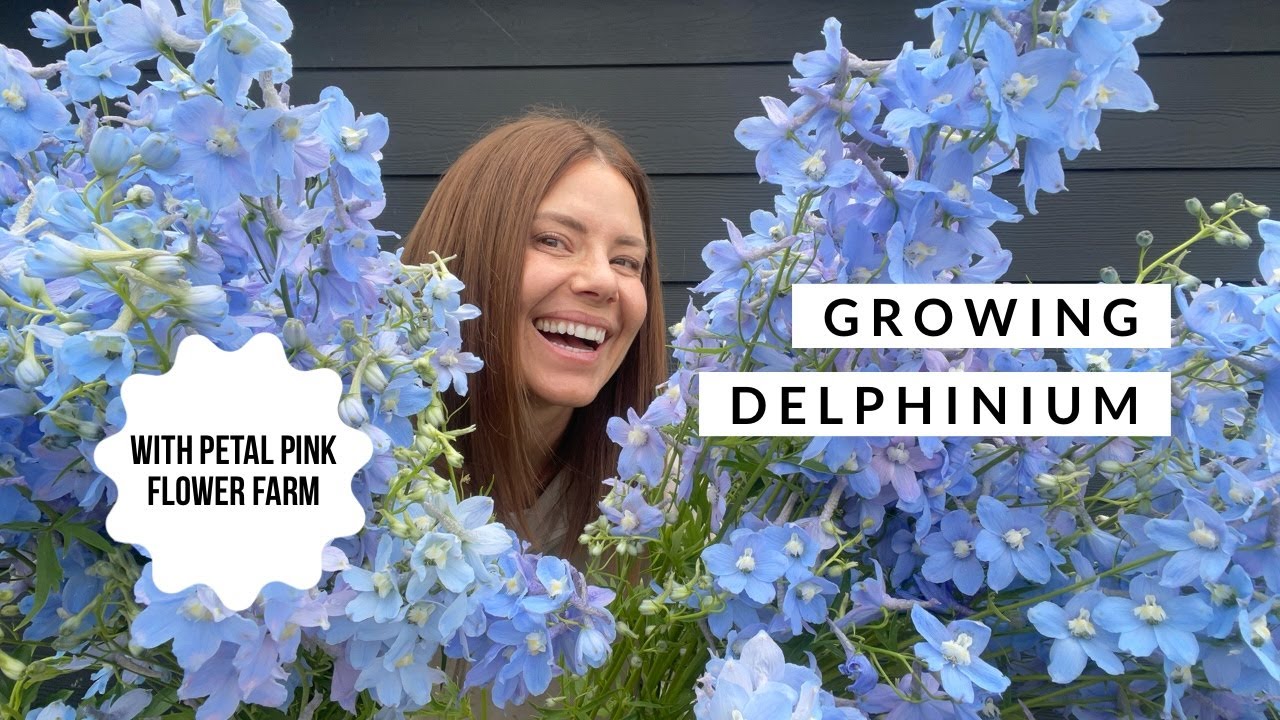 Growing Delphinium with Petal Pink Flower Farm