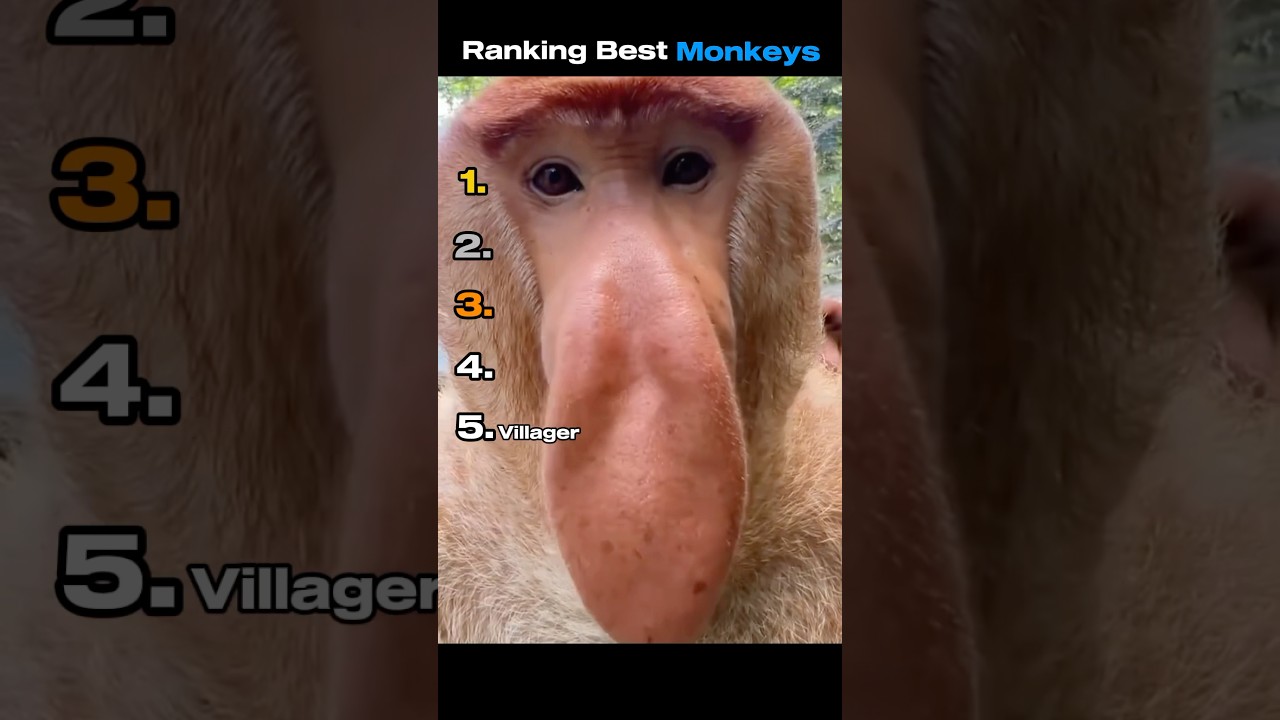 Ranking Best Monkeys #funnyvideo #ranking #animals