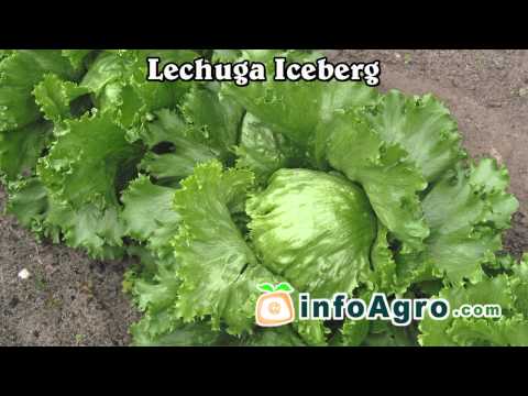 LECHUGA | LA HUERTA ESCOLAR UNA OPCIÓN PEDAGÓGICA