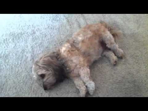 Words that rhyme with walk makes dog wag tail