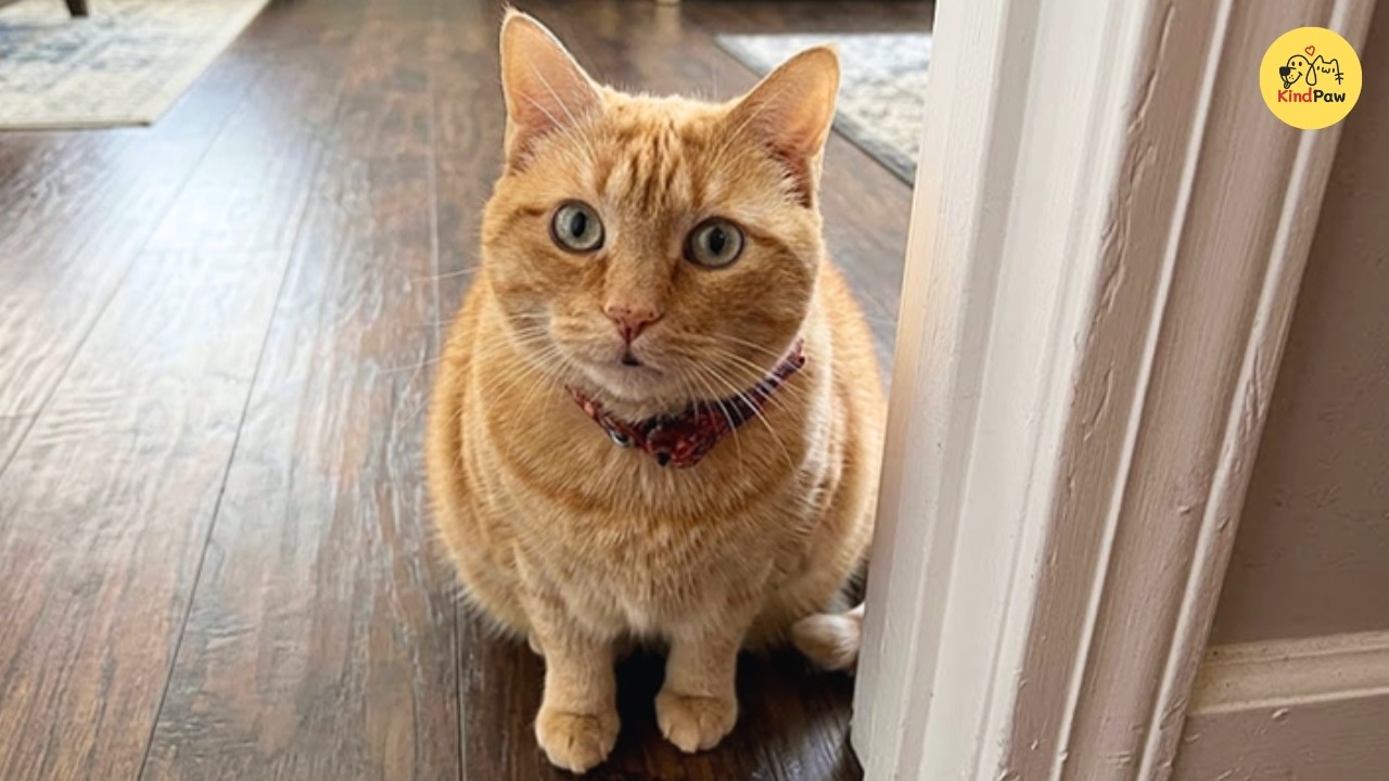 Rescued Stray Cat Was Pregnant… But What She Did on Night Two Changed Everything