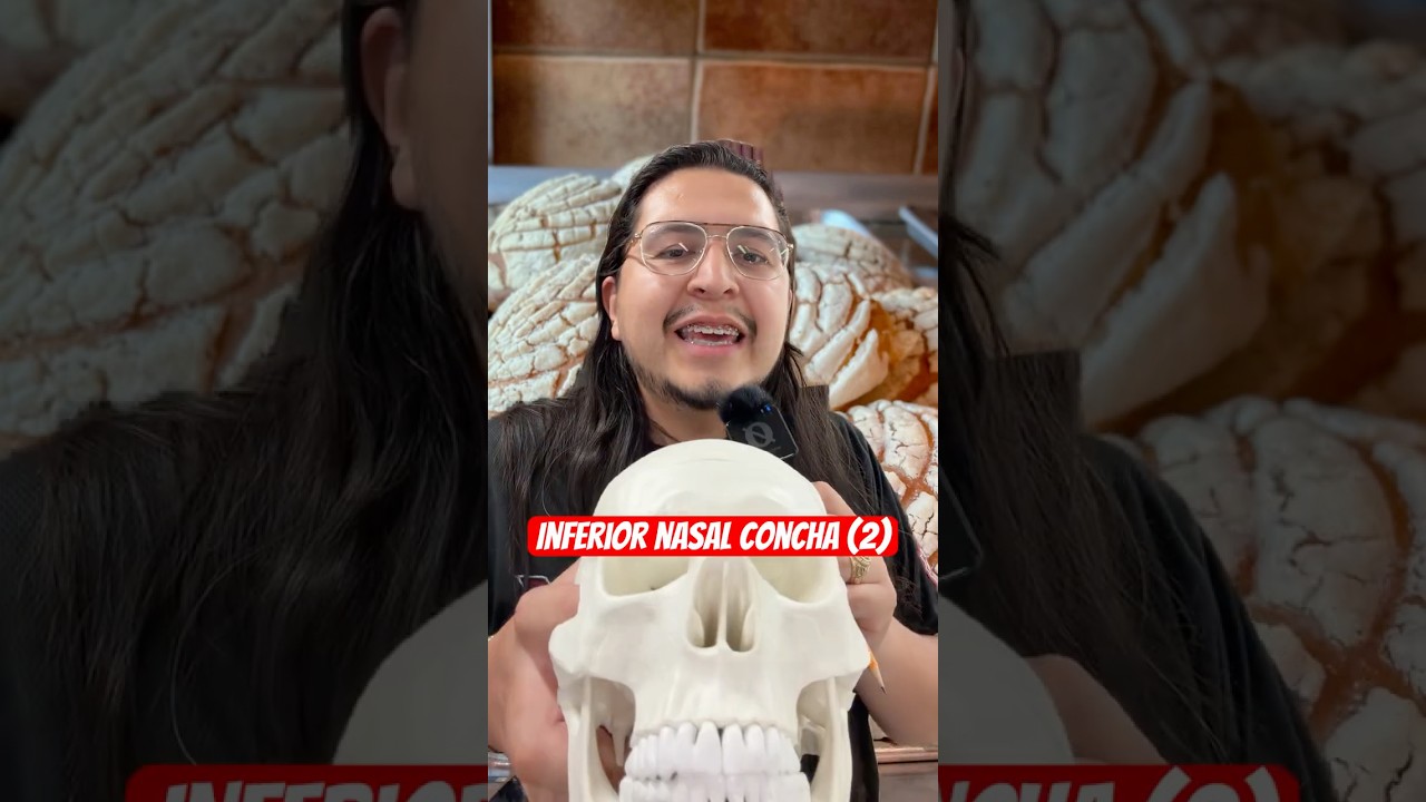 Inferior Nasal Concha Anatomy 🐚 #concha