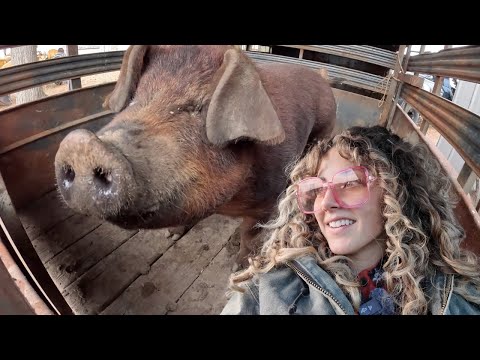 Wrestling Pigs For Our Breeding Program; Vlog Episode 1