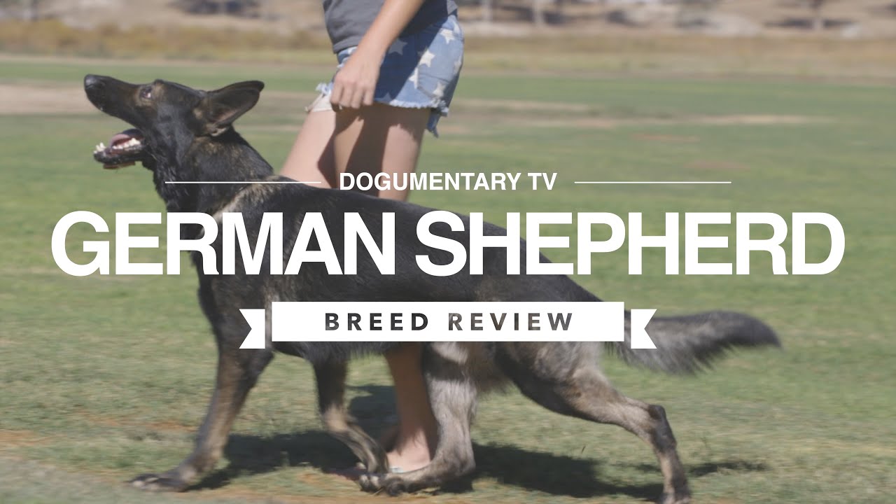 GERMAN SHEPHERD BREED REVIEW