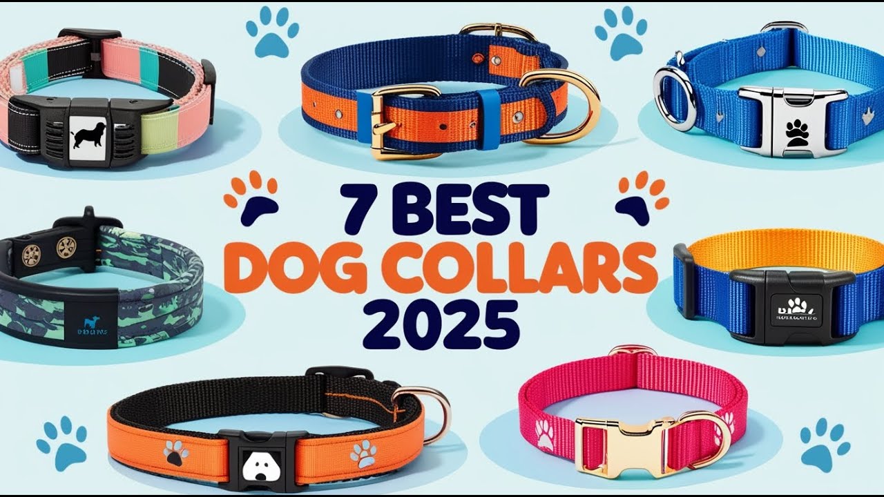 7 Best Dog Collars 2025