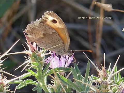 Mariposa herida | Apalabrando los días