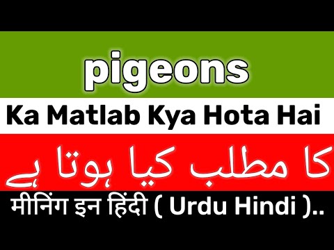 Pigeons Meaning | Pigeons Meaning In Urdu | Pigeons Ka Matlab Kya Hota Hai | Pigeons Ka Meaning Kya