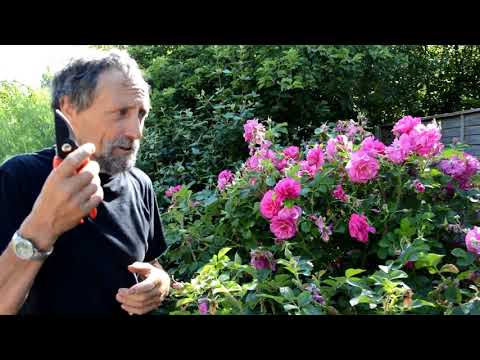 Some good repeat flowering shrub roses and tips on dead heading