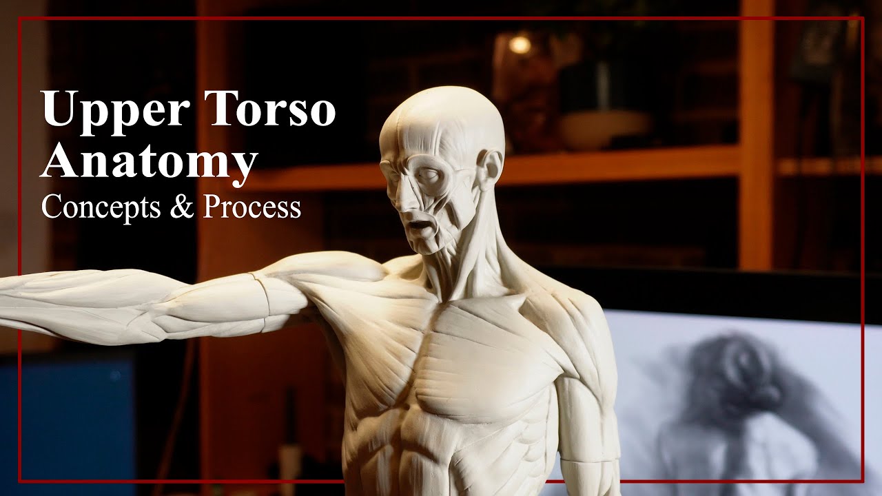 Upper Torso Anatomy demo (with reference)