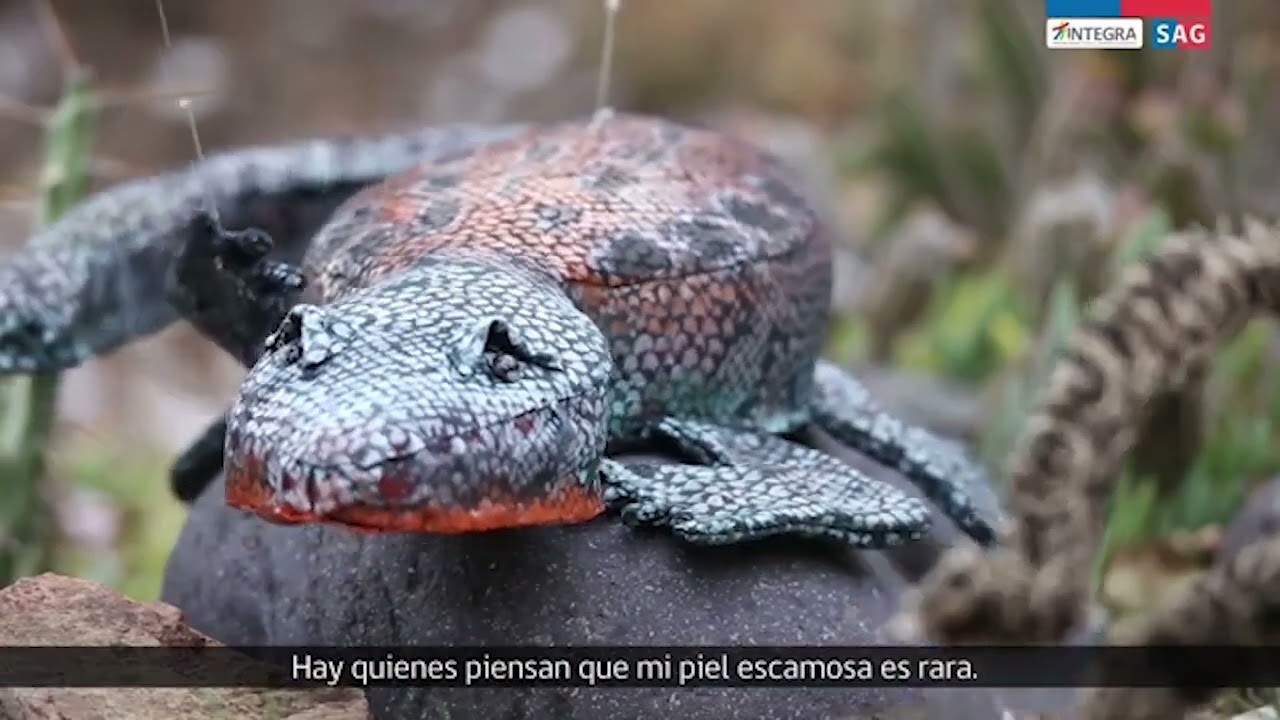 Fauna silvestre de Chile: la araña pollito y la iguana chilena – Chile ...
