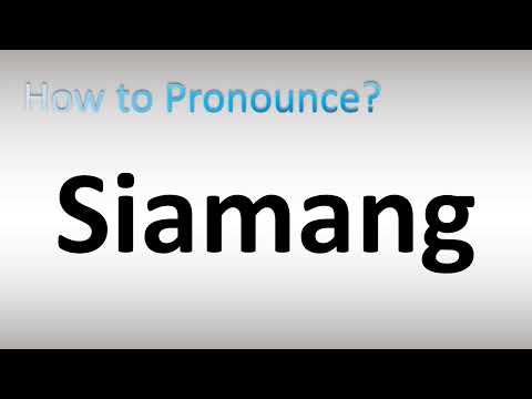 How to Pronounce Siamang