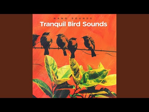 Robin Songs
