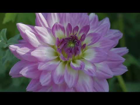 The Zone of Interest - Flowers Scene