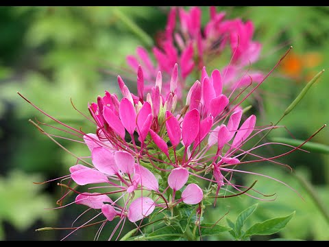 59. Elan of Aspiration - Spiritual Significance of Flowers - The Mother