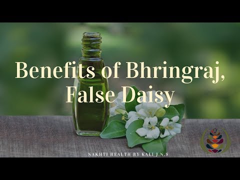 Bhringraj Herb - Eclipta Alba Herb Latest Price, Manufacturers & Suppliers