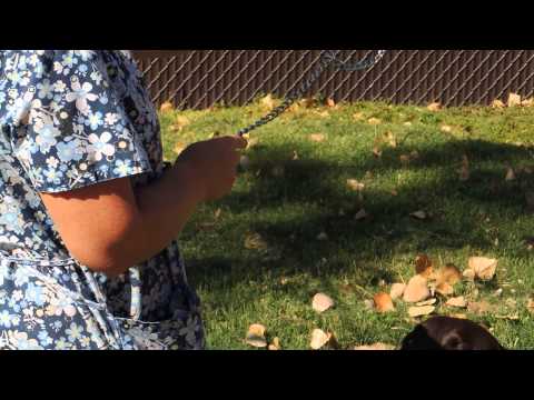 How to properly put a ” choke chain” on your dog. – Stop your puppy or ...