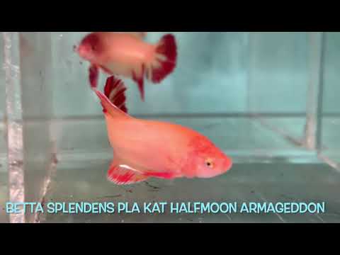 Betta splendens PLA KAT HALFMOON