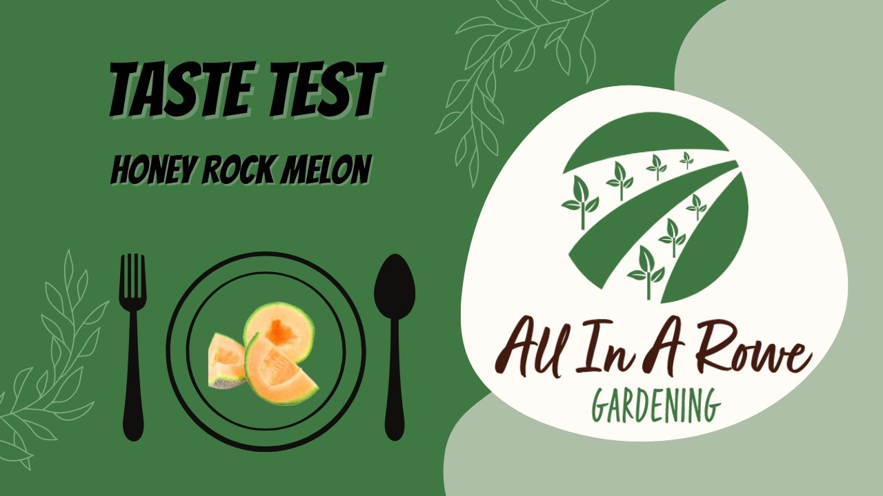 Honey Rock Melon Taste Test