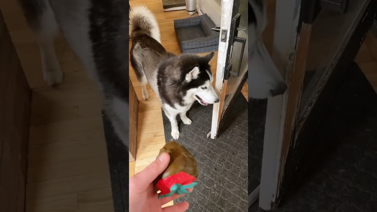 The World’s Okayest Fetch Players