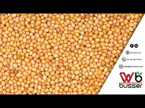 Yellow Mustard processing - by WB-Busser Food Tec