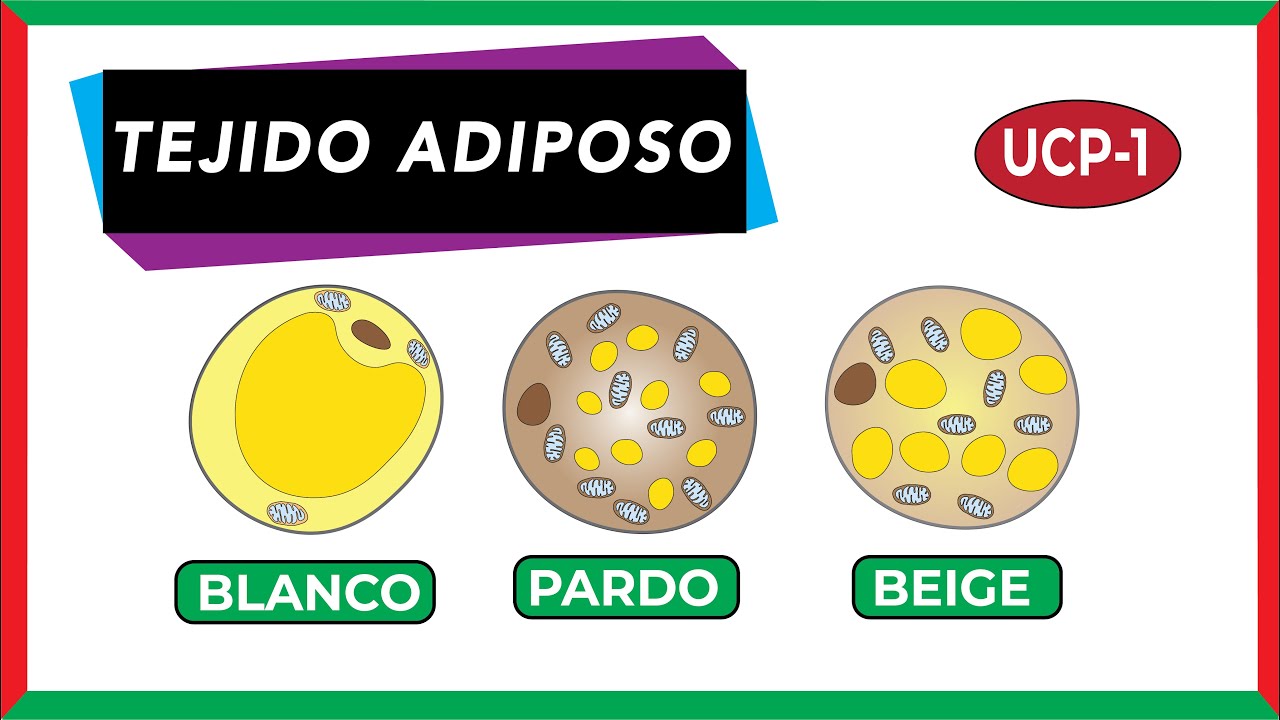 White, brown, and beige adipose tissue [Functions and role in disease]