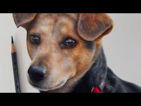 How to draw a realistic dog in coloured pencil