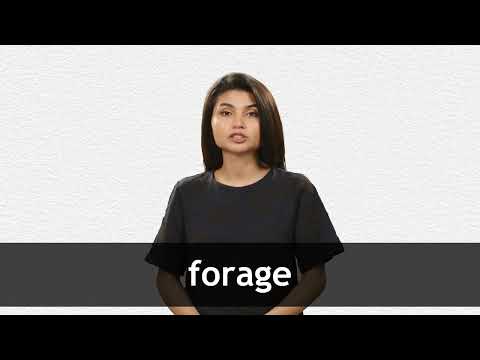 How to pronounce FORAGE in American English