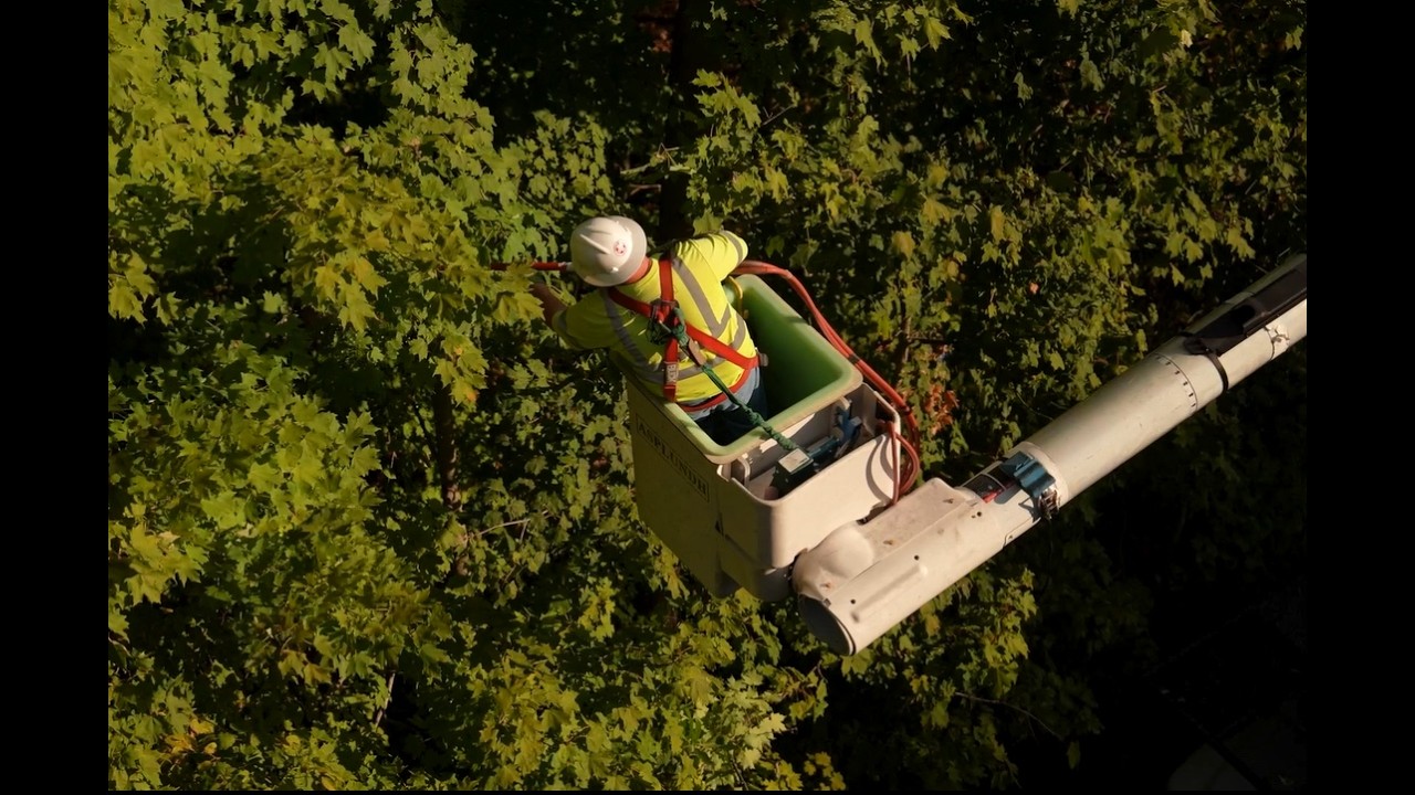 Tree Trimming and Removal: Keeping Your Power On