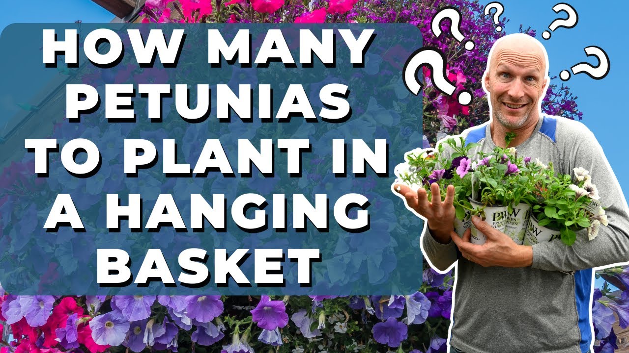 How Many Petunias Per Hanging Basket? | Supertunia & Wave Petunia Planting Guide