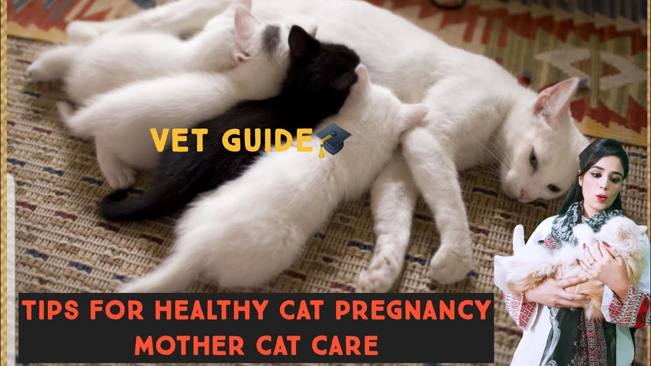 How to look  after a pregnant Cat / Pregnant cat care tips / Caring of pregnant mother Cat/Dr.Hira