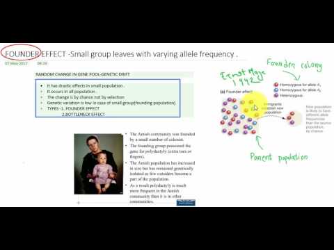 FOUNDER EFFECT GENETIC DRIFT