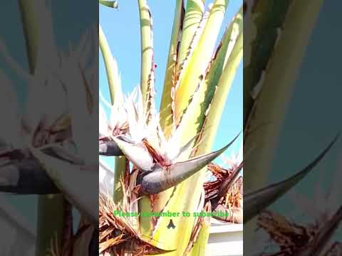 EXPENSIVE FLOWERS 🌹: Bird's of Paradise 🕊️ #shortvideo #flowers #culture #shorts #shortsfeed