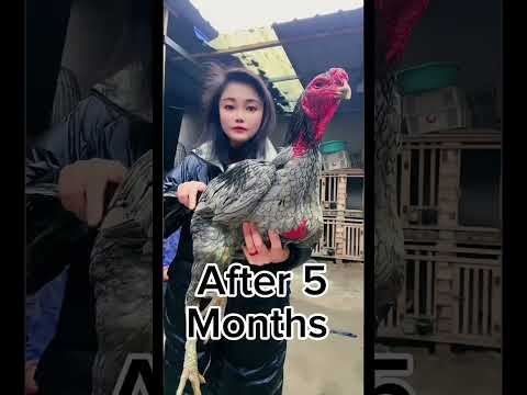 After 5 months #aseelmurga #myfarmupdateaseel #chickenbreeds #aseelmurgafarm #chickentypes #chicken