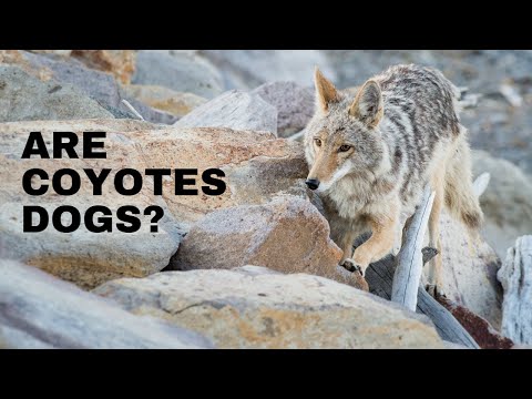 Are Coyotes Dogs?