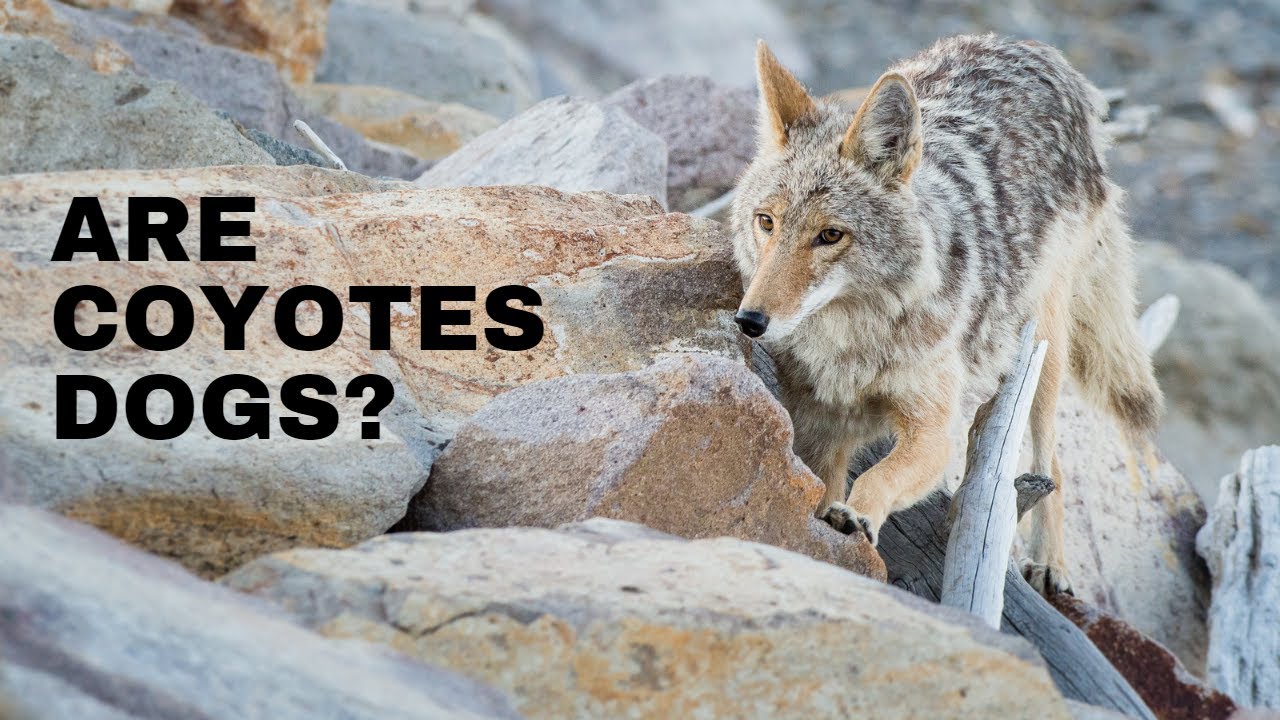 Are Coyotes Dogs?