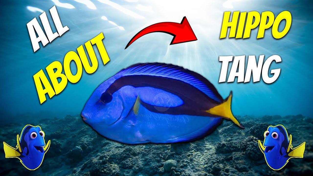 ALL ABOUT: DORY HIPPO TANG