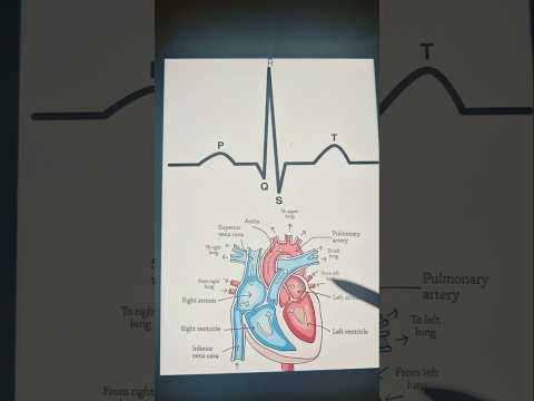 ECG/EKG compared with heart contraction and relaxation understand PQRST wave